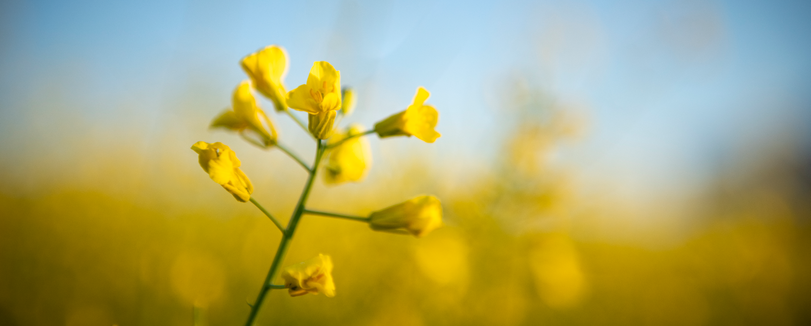 InVigor® Canola | Demonstration Strip Trial | BASF